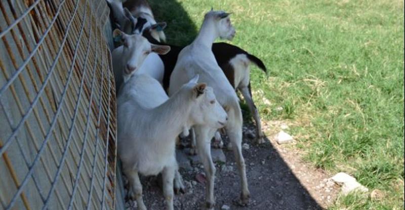 Media Release: Ministry of Agriculture to improve livestock development ...