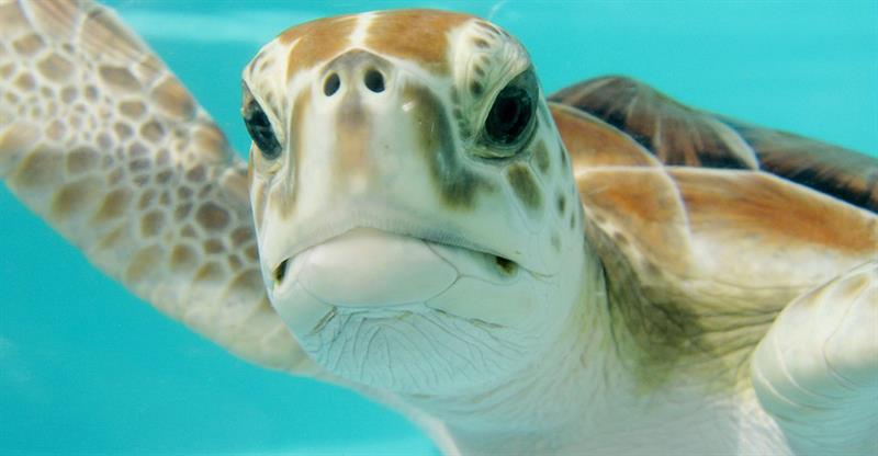 Conservation efforts continue with Iyanola project – St Lucia Business ...